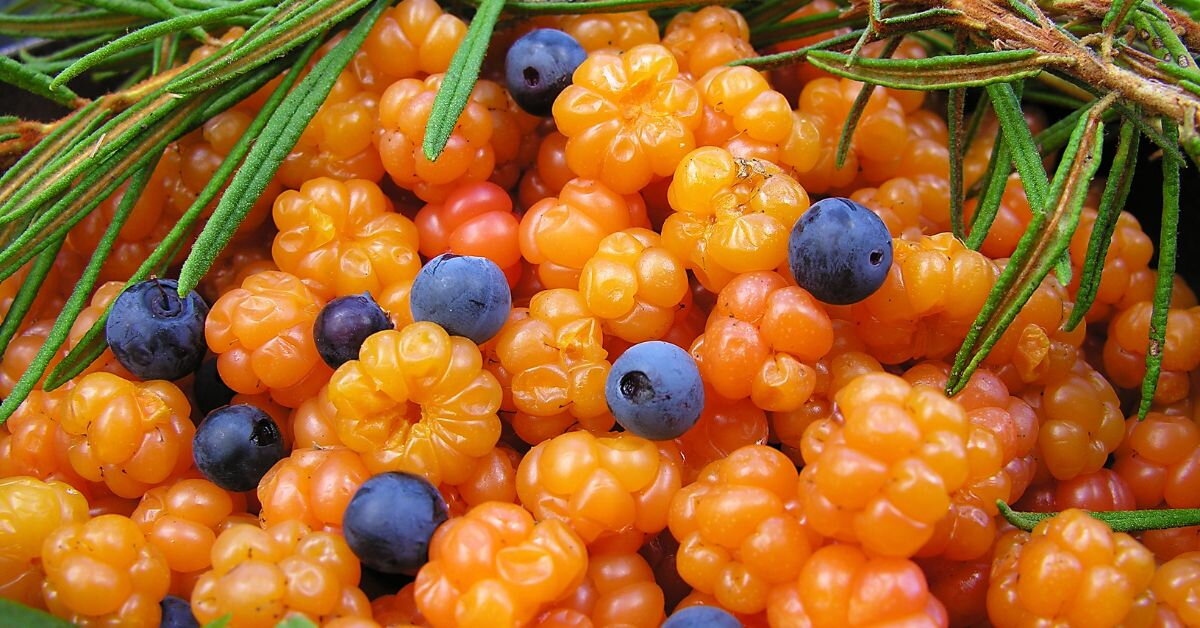 Norské superpotraviny | Naturamed Pharmaceuticals
